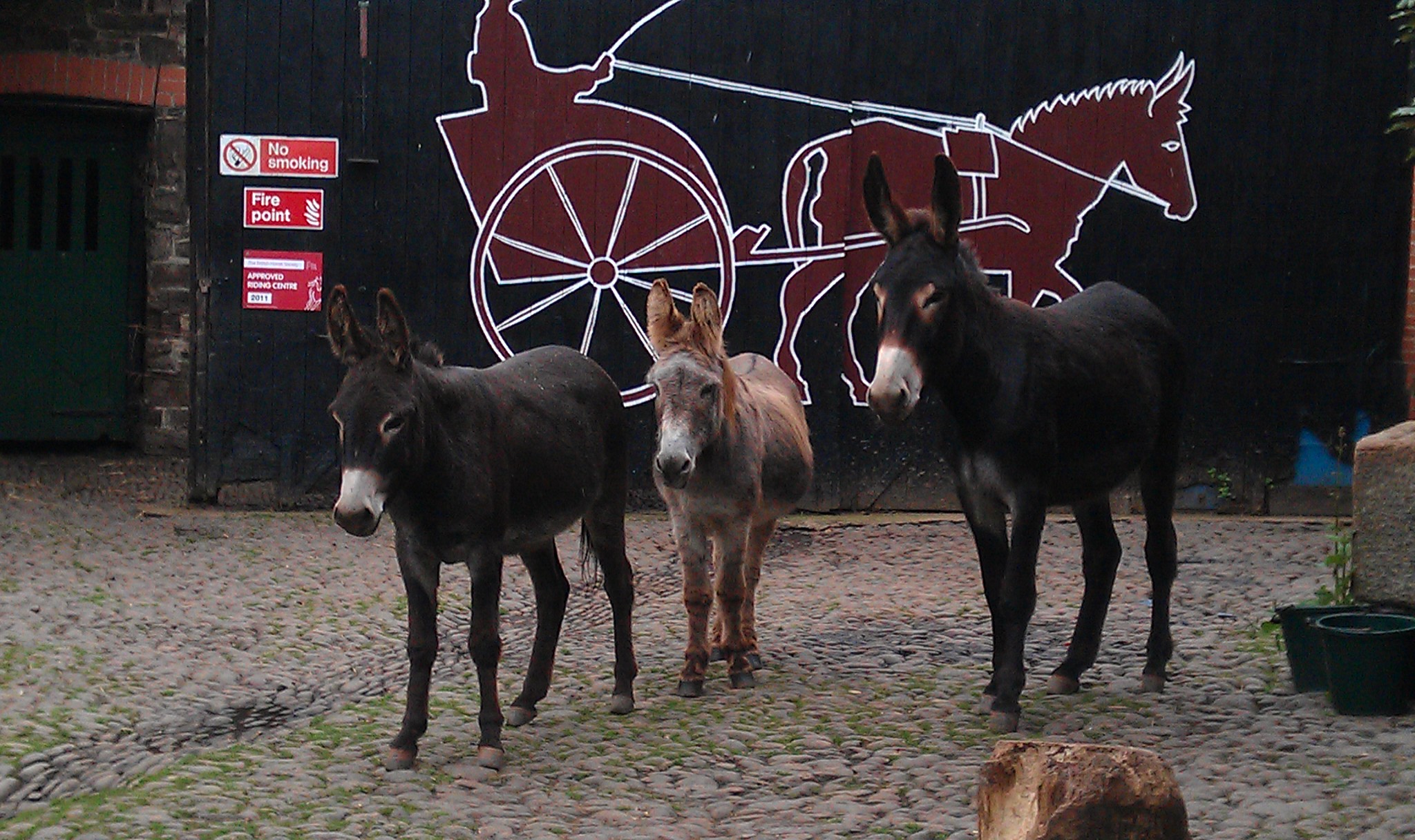 Die Weisheit der Esel, Teil 1 | Ricarda Essrich - Buch. Übersetzung. Text